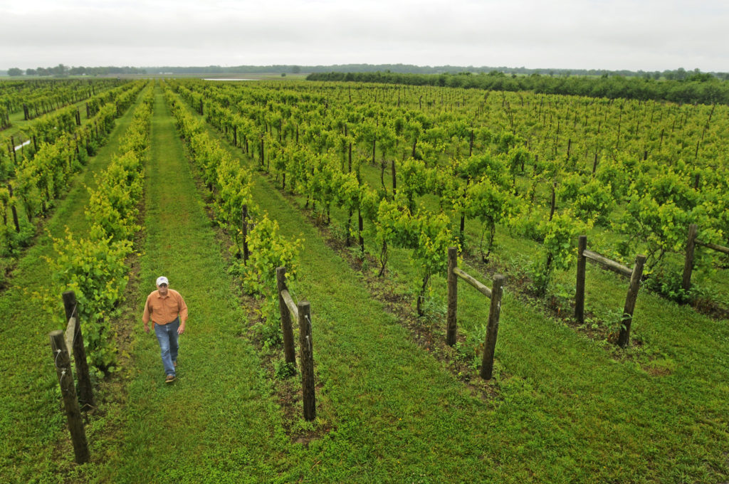 Kansas wineries on display at De Soto event | News, Sports, Jobs ...